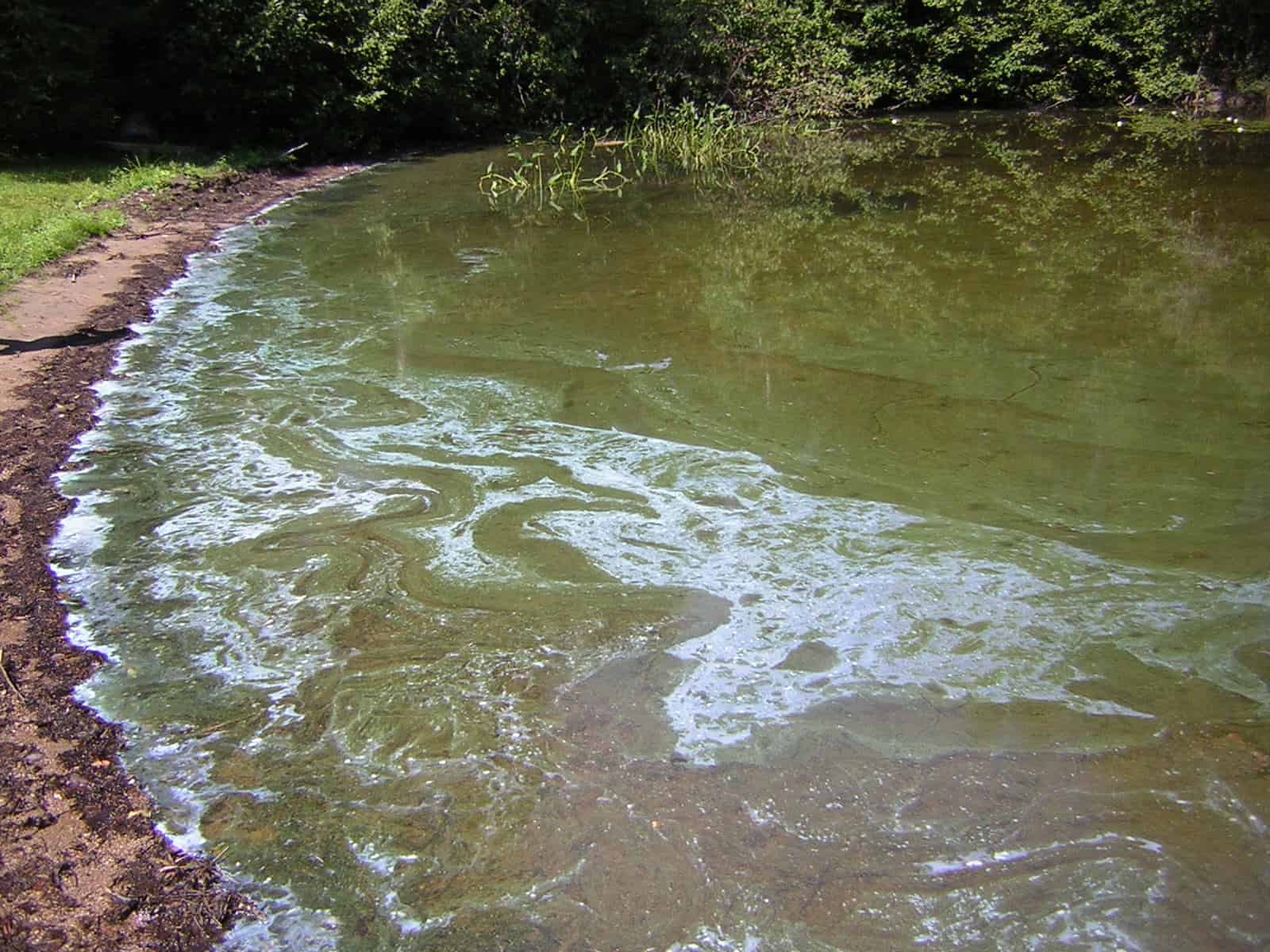 Comment reconnaître les algues bleues | Association de protection du ...