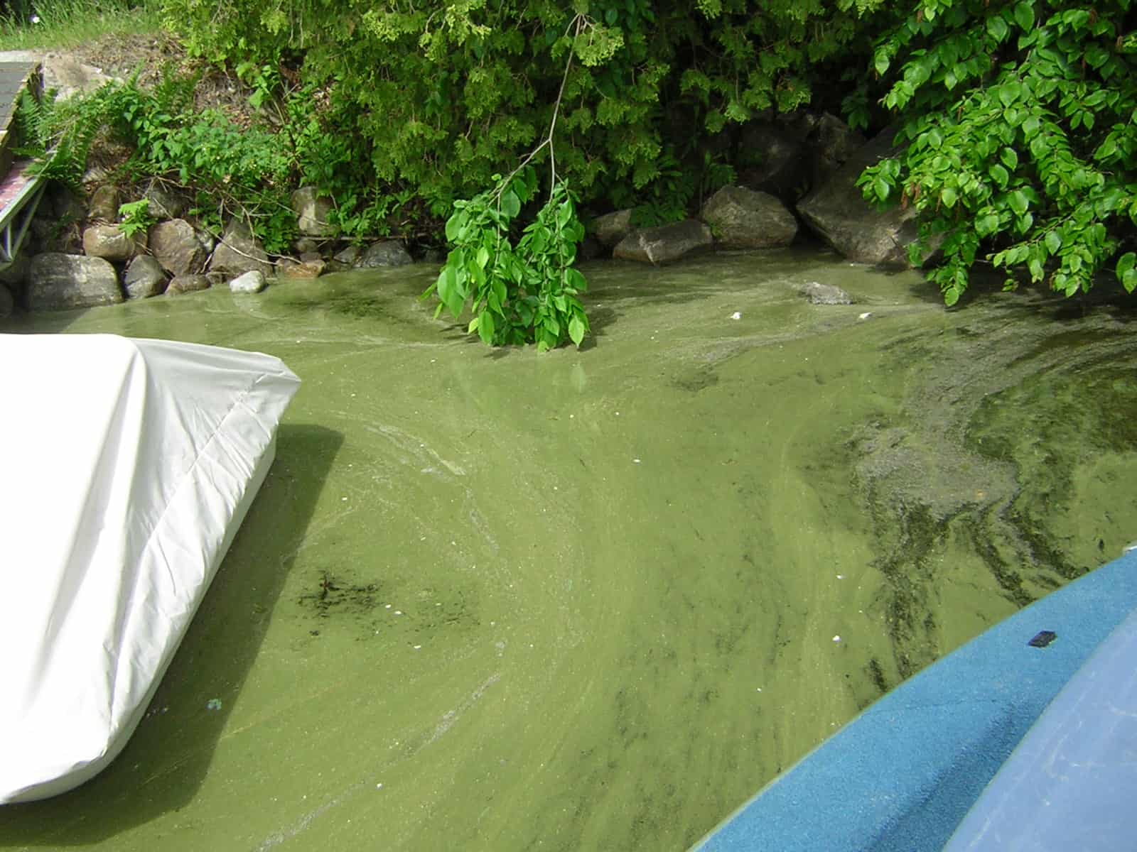 Les algues bleues ou cyanobactéries | Association de protection du Lac ...