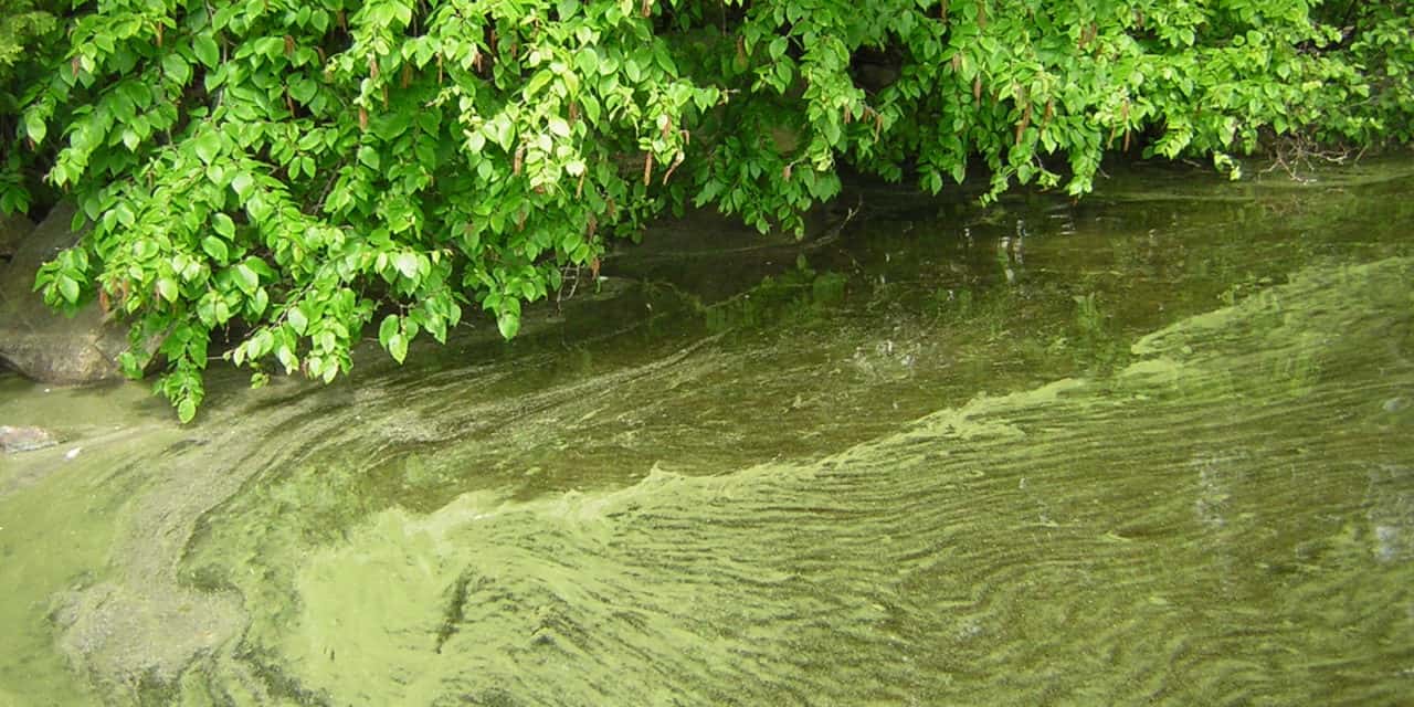 Comment reconnaître les algues bleues | Association de protection du ...