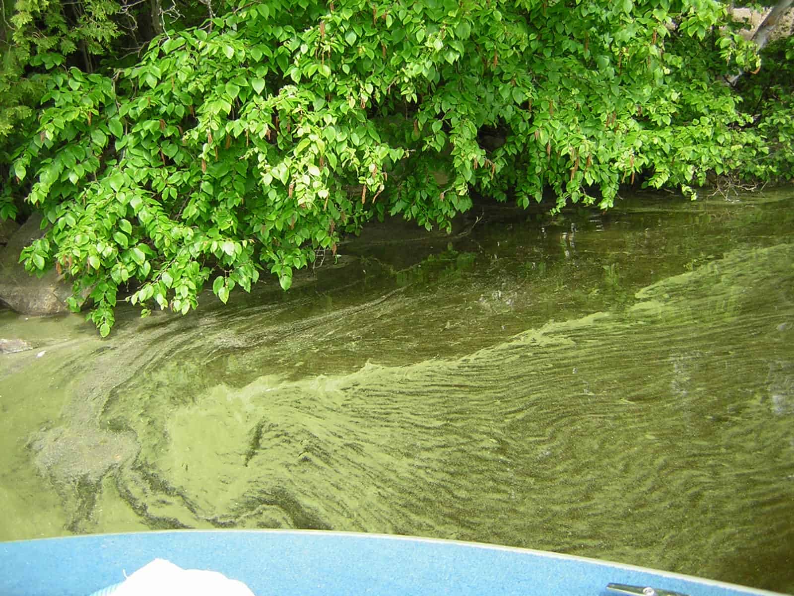 Comment reconnaître les algues bleues | Association de protection du ...