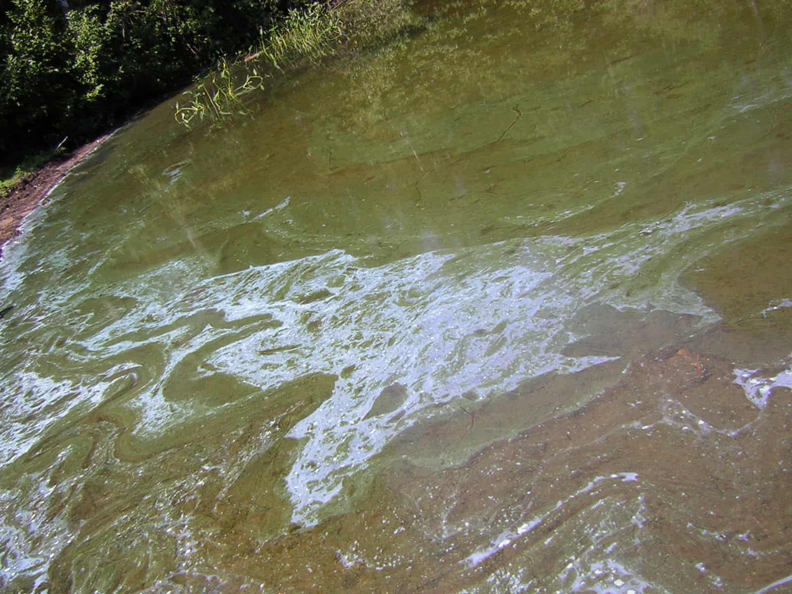 Comment reconnaître les algues bleues | Association de protection du ...