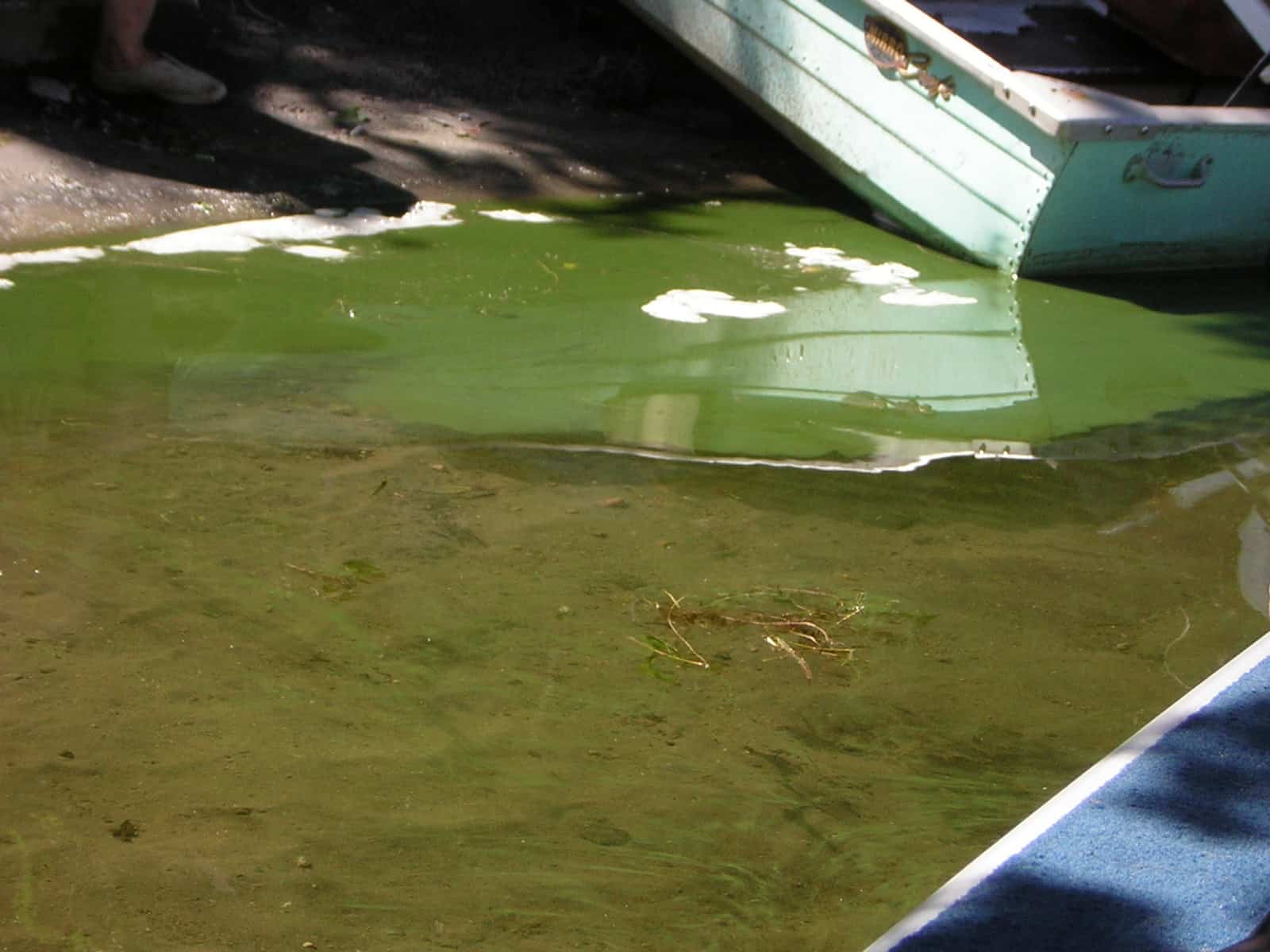 Comment reconnaître les algues bleues | Association de protection du ...